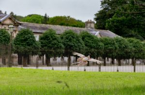 Curraghmore Estate - Curraghmore Whiskey