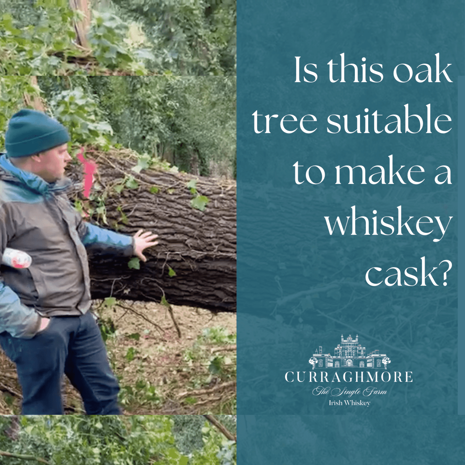 Is this oak tree suitable to make a whiskey cask? - Curraghmore Whiskey